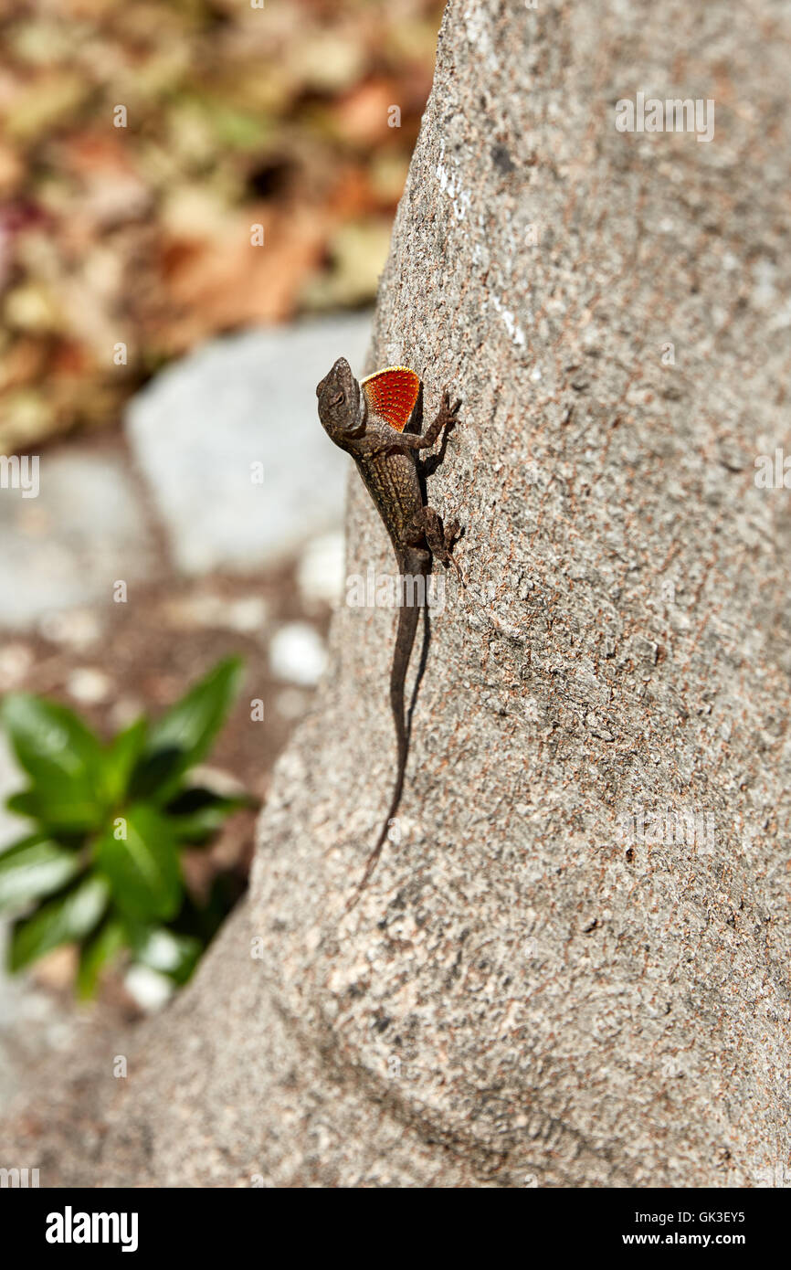 Lizard with extended dewlap hi-res stock photography and images - Alamy