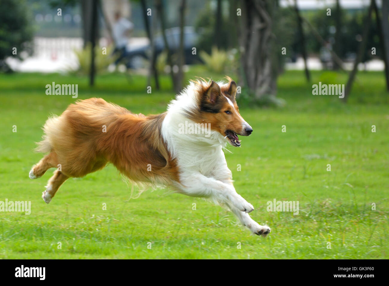 Long furred dog hi-res stock photography and images - Alamy
