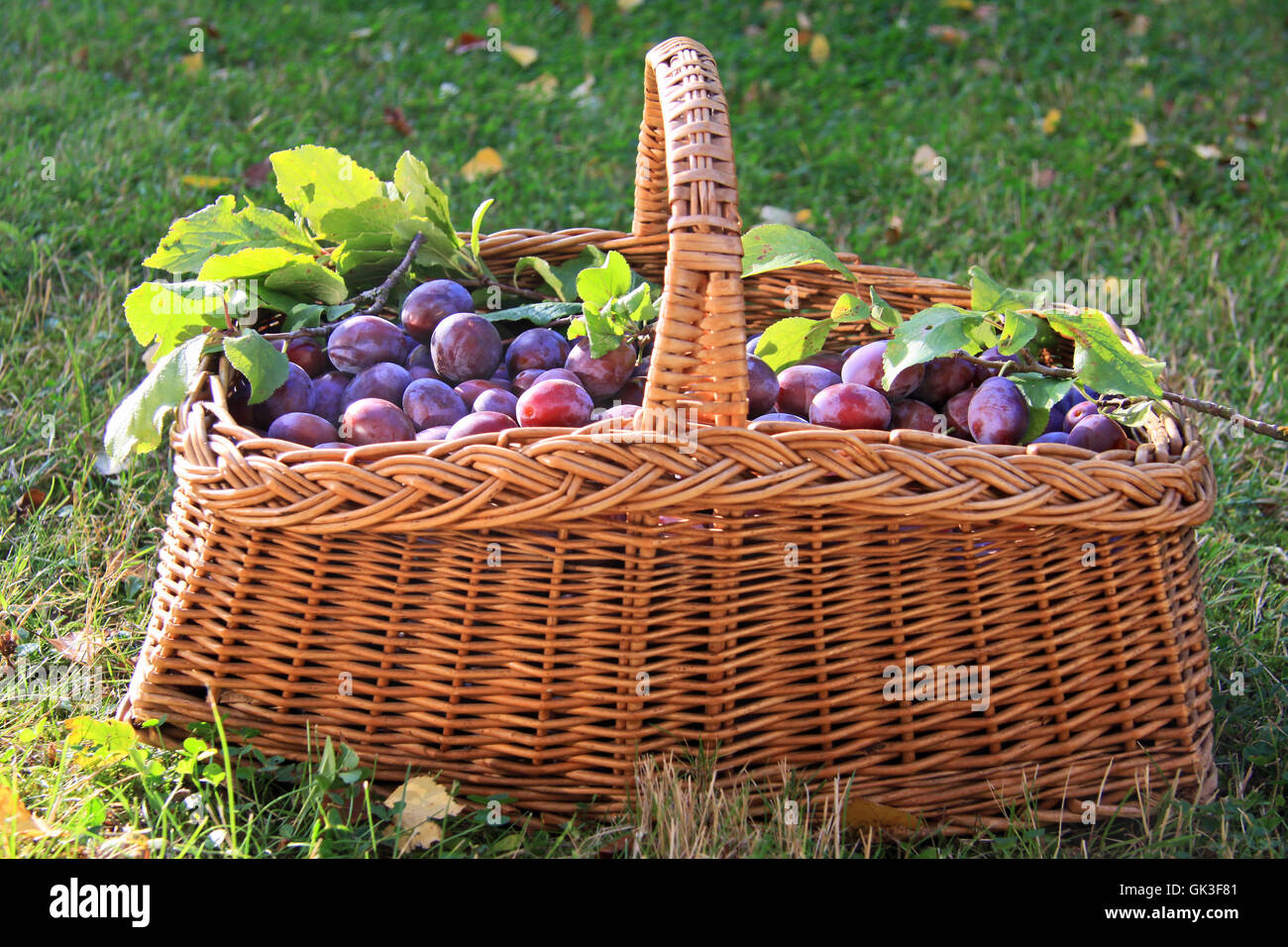Plums basket hi-res stock photography and images - Alamy
