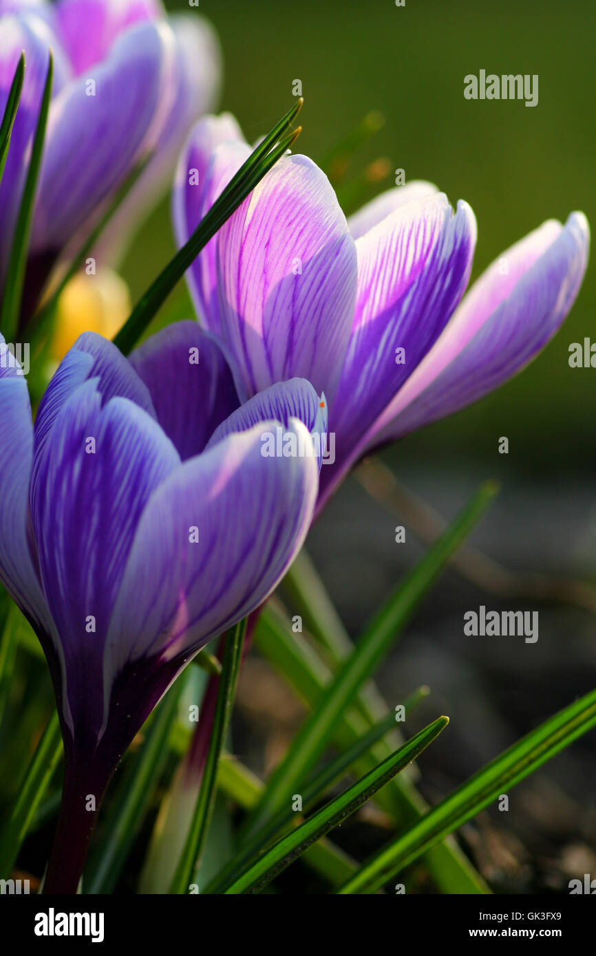 All seasons plant hi-res stock photography and images - Alamy