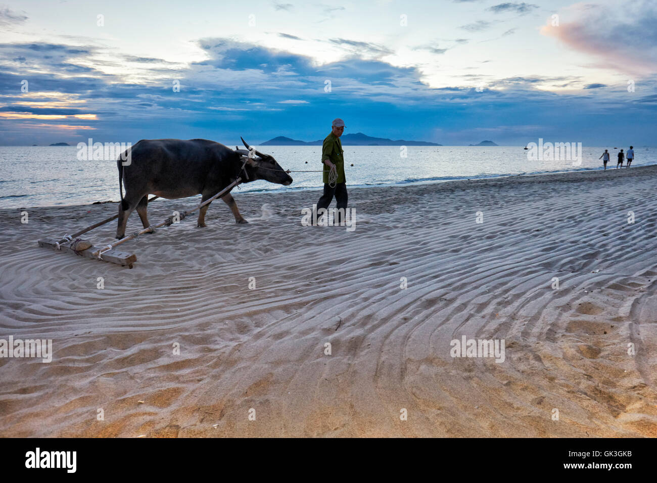 Worker and his buffalo clean Cua Dai Beach in the morning. Hoi An ...