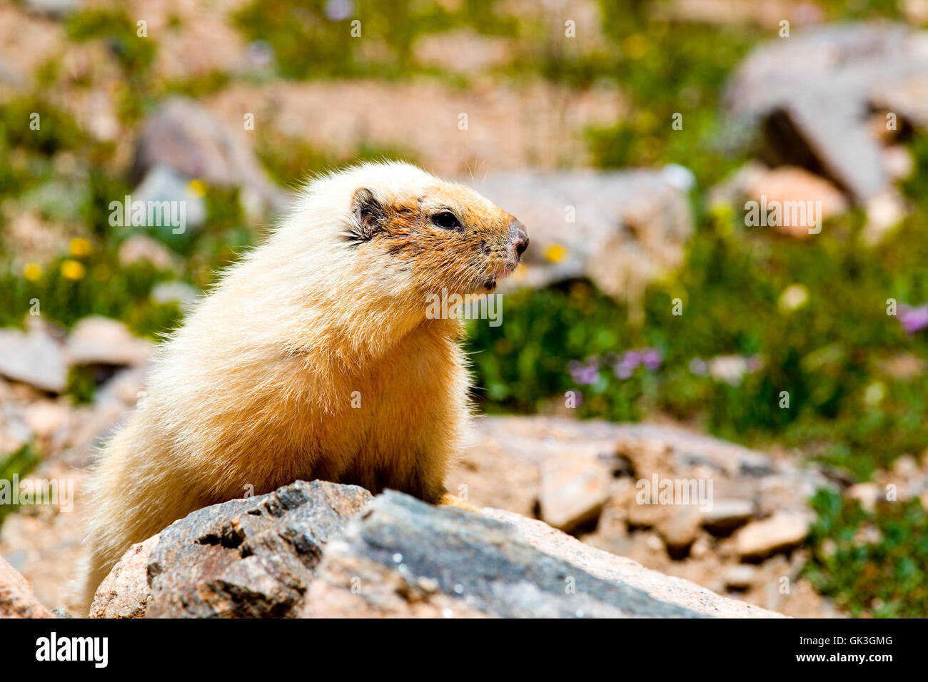 Marmot on Mount Massive Colorado Stock Photo - Alamy