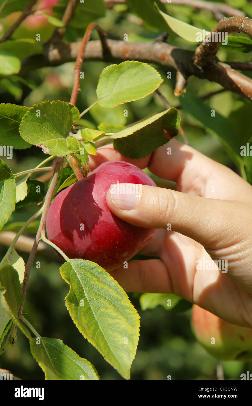 pick food aliment Stock Photo - Alamy
