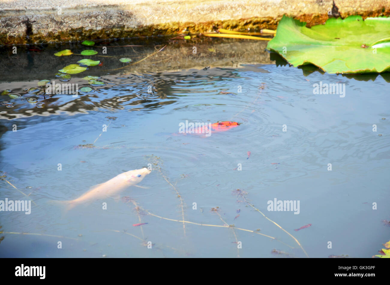 Molly fish swordtail fishes hi-res stock photography and images - Alamy