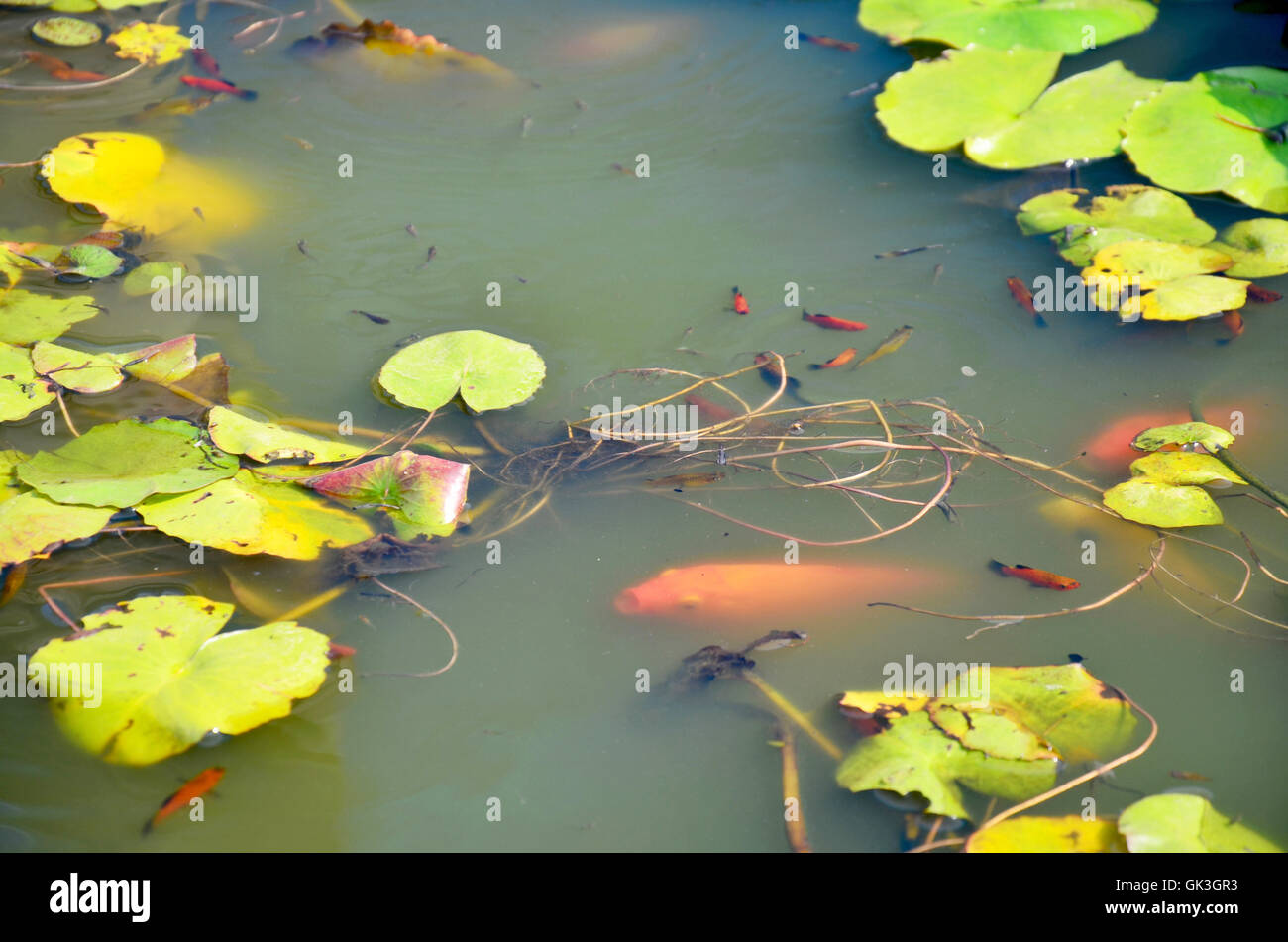 Molly fish swordtail fishes hi-res stock photography and images - Alamy