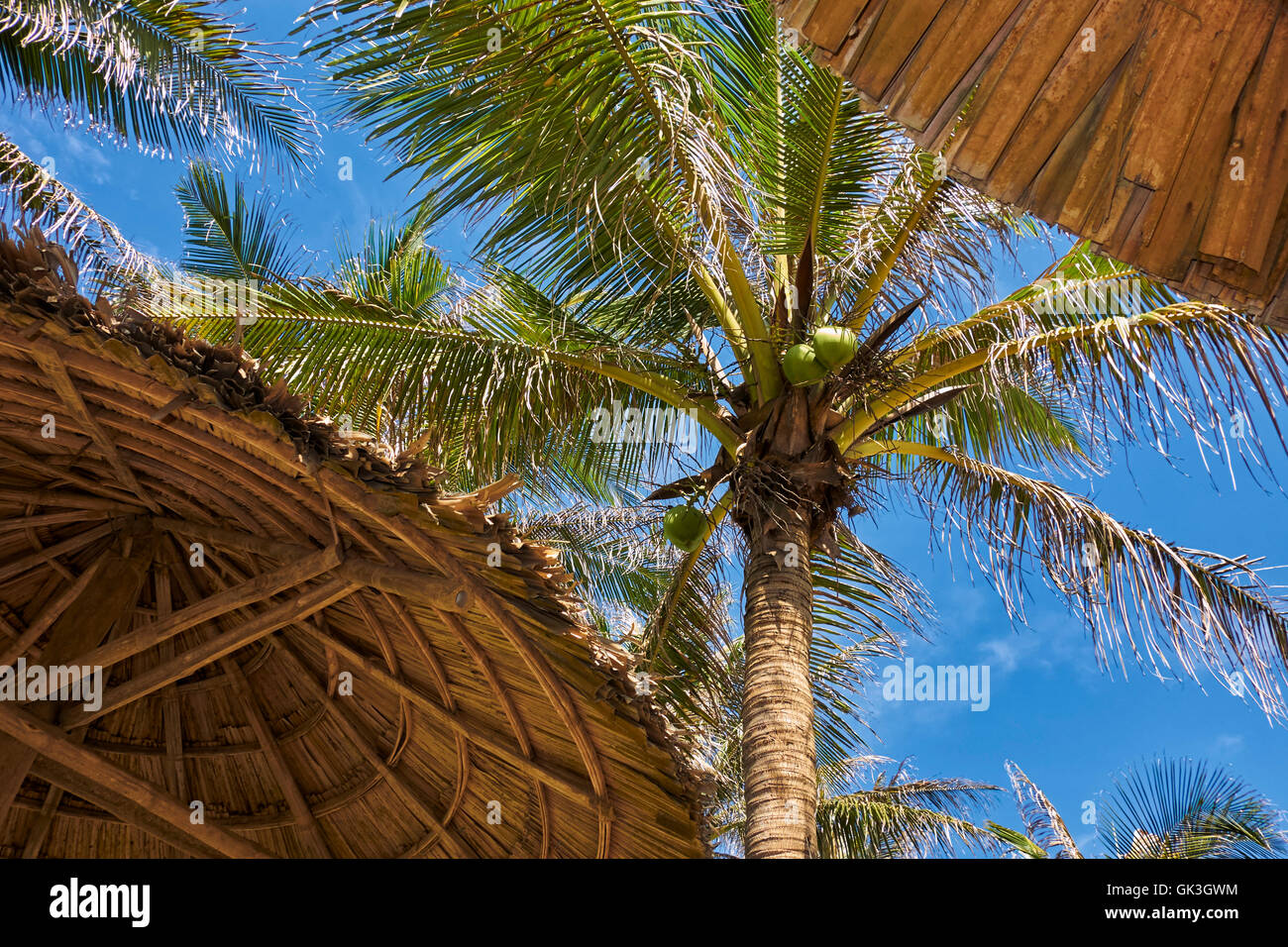 Coconut palm. Cua Dai Beach, Hoi An, Quang Nam Province, Vietnam Stock ...