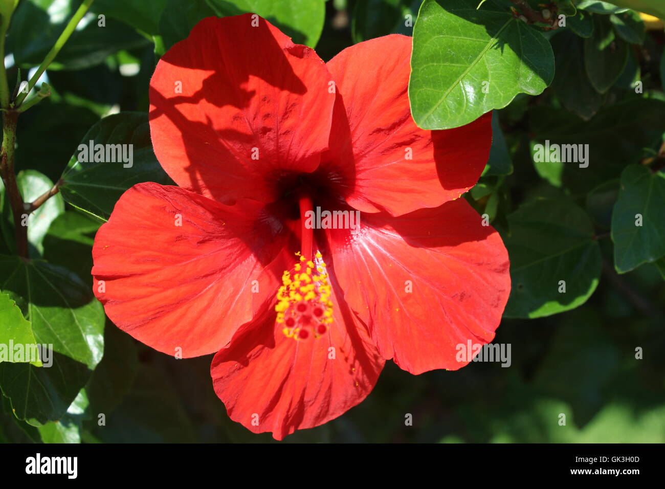 Most beautiful flower hi-res stock photography and images - Alamy