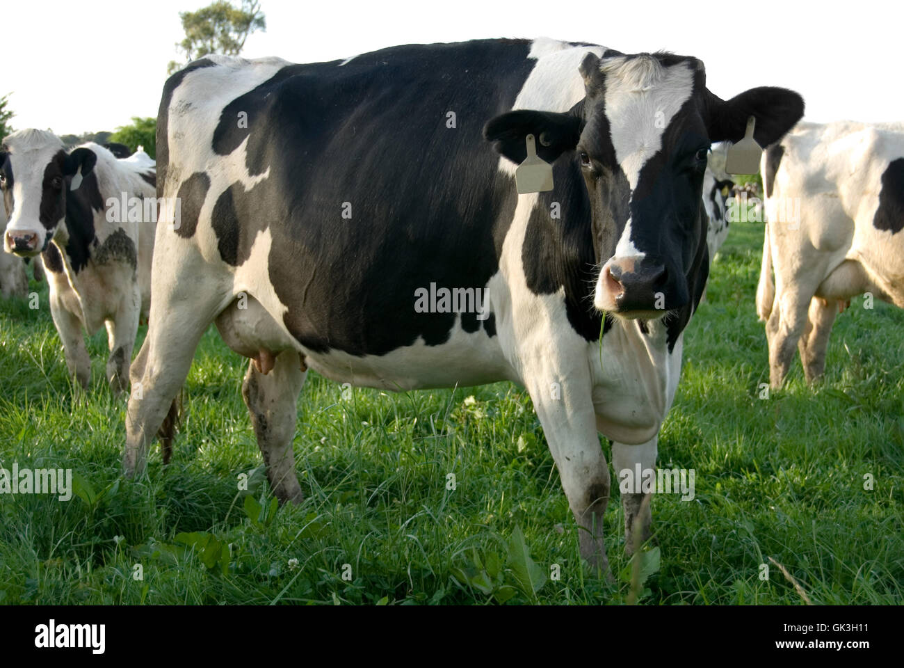 agricultural animal mammal Stock Photo - Alamy
