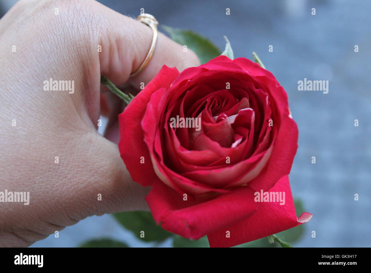 Beautiful pink rose in hand Stock Photo - Alamy