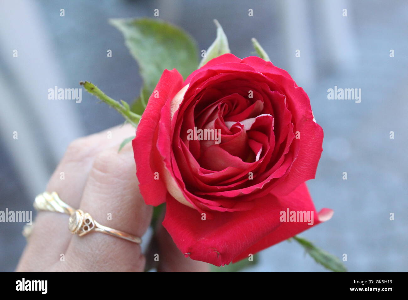 Beautiful pink rose in hand Stock Photo - Alamy