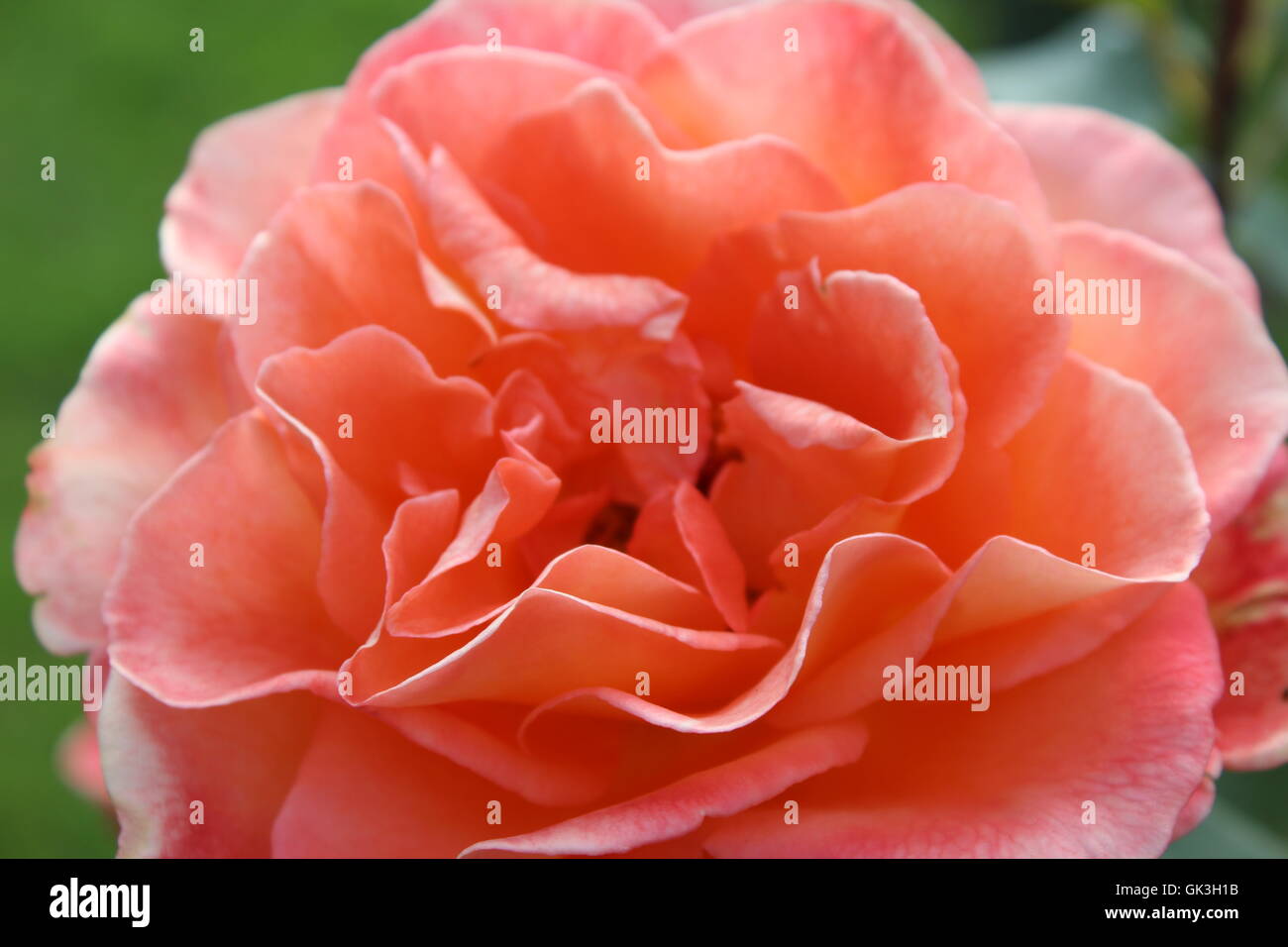 Beautiful flower hi-res stock photography and images - Alamy