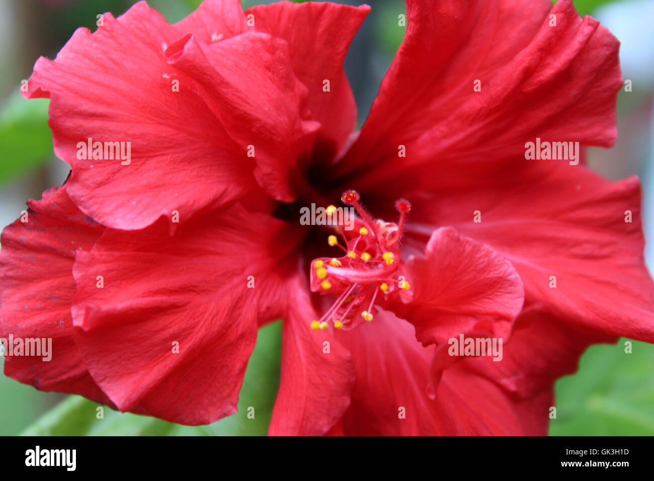Most beautiful flower hi-res stock photography and images - Alamy