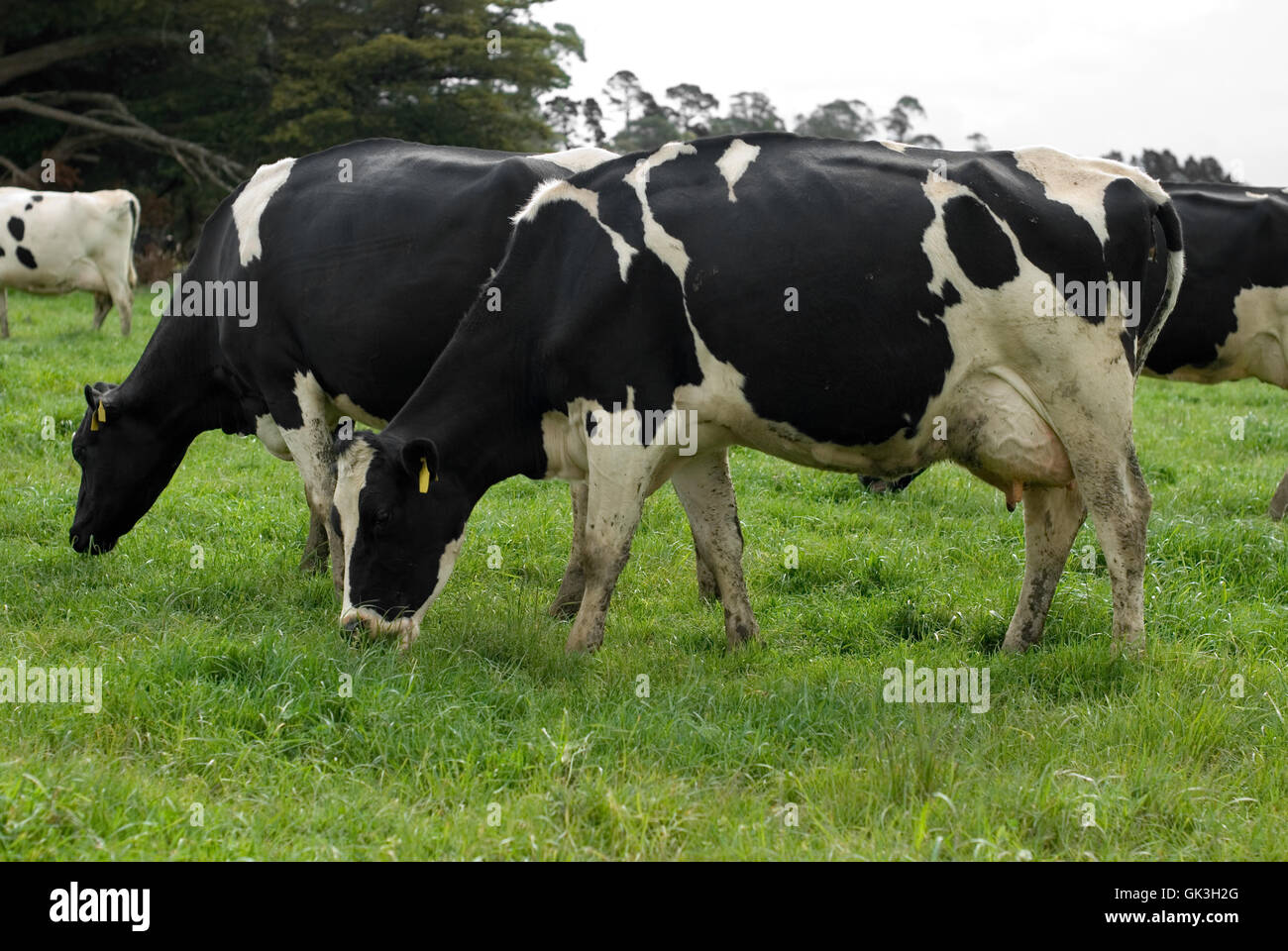 agricultural animal mammal Stock Photo - Alamy