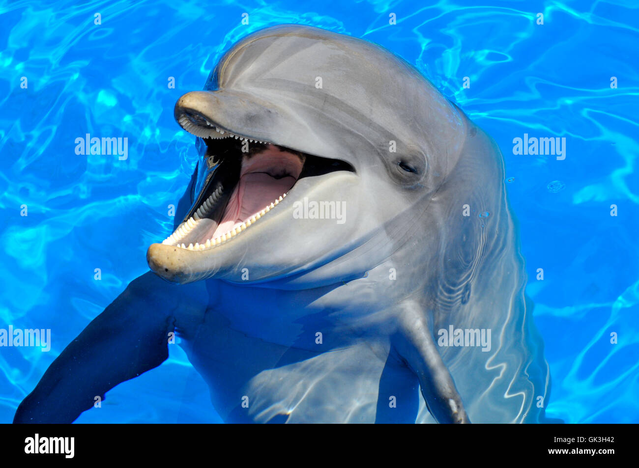Navy dolphin hi-res stock photography and images - Alamy