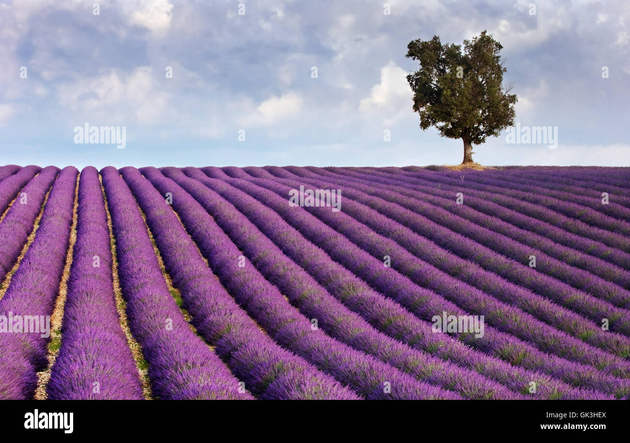 colour bloom blossom Stock Photo - Alamy