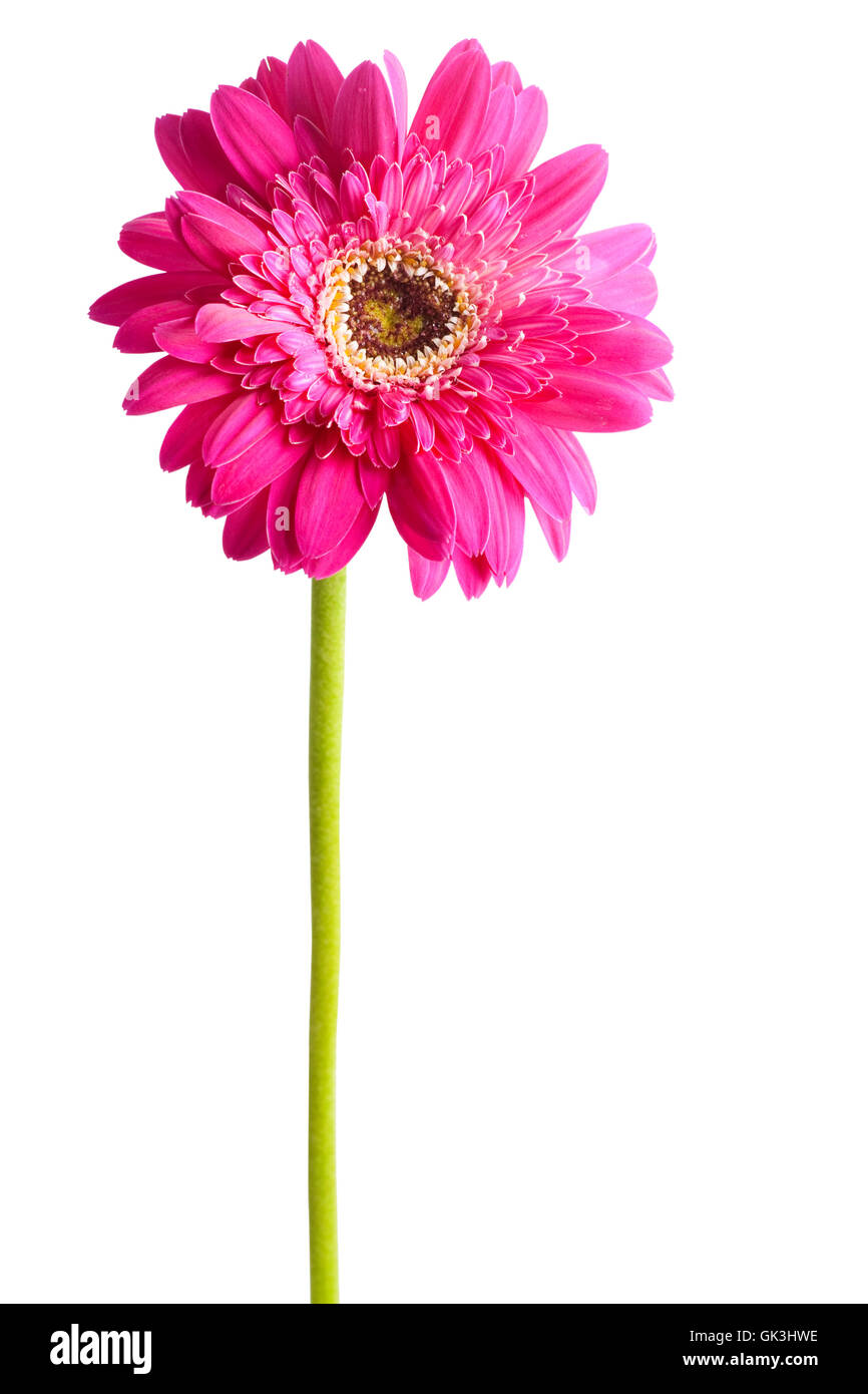 Beautiful macro photo red Cut Out Stock Images & Pictures - Alamy