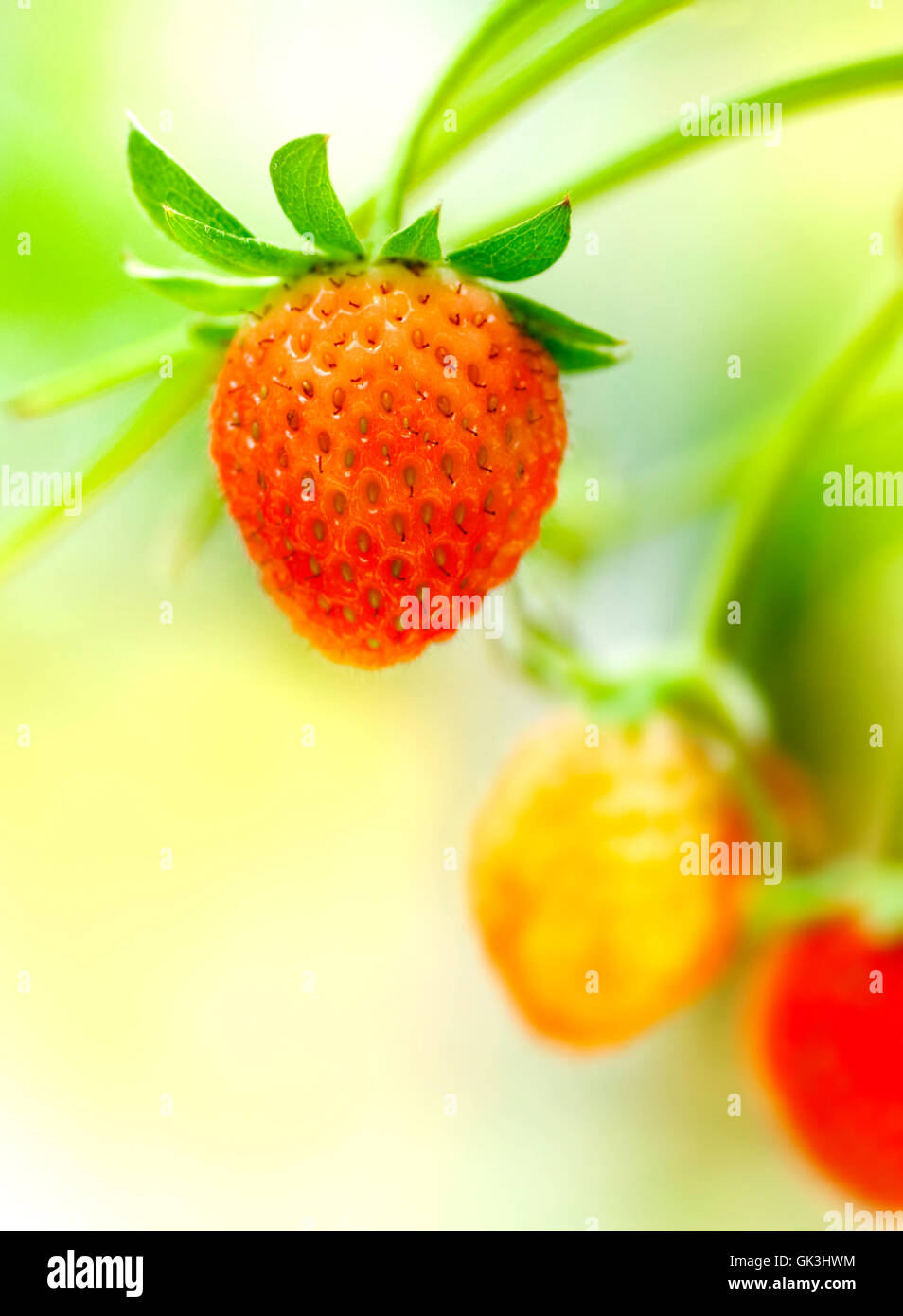 close food aliment Stock Photo - Alamy