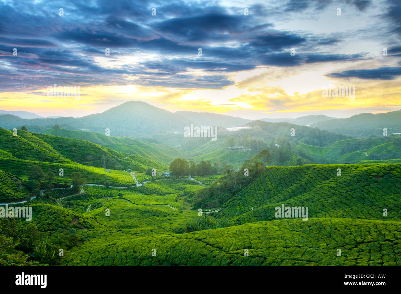 Beautiful view landscape tea hi-res stock photography and images - Alamy