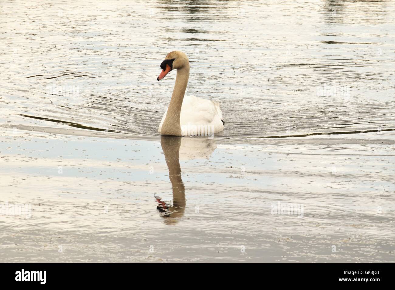 Swan and reflection Stock Photo - Alamy