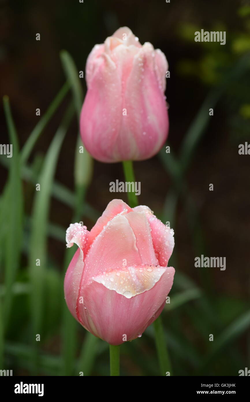 Two pink tulip blossoms Stock Photo - Alamy
