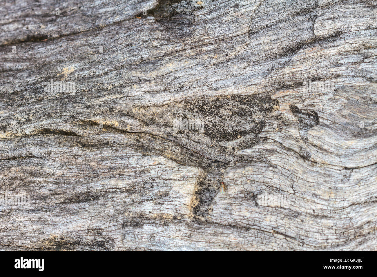 texture of bark wood use as natural background Stock Photo - Alamy