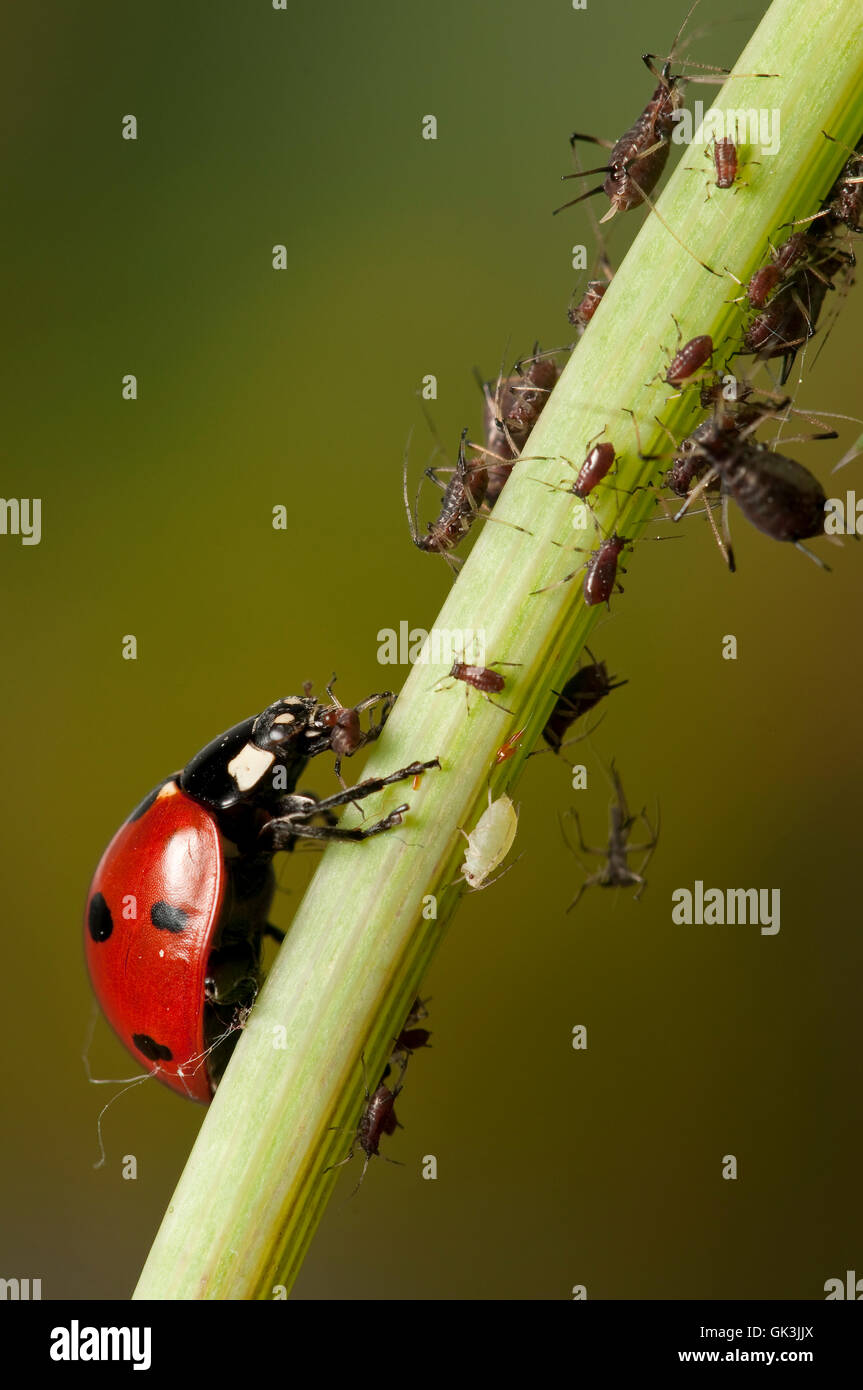 aphid ladybird ladybug Stock Photo - Alamy