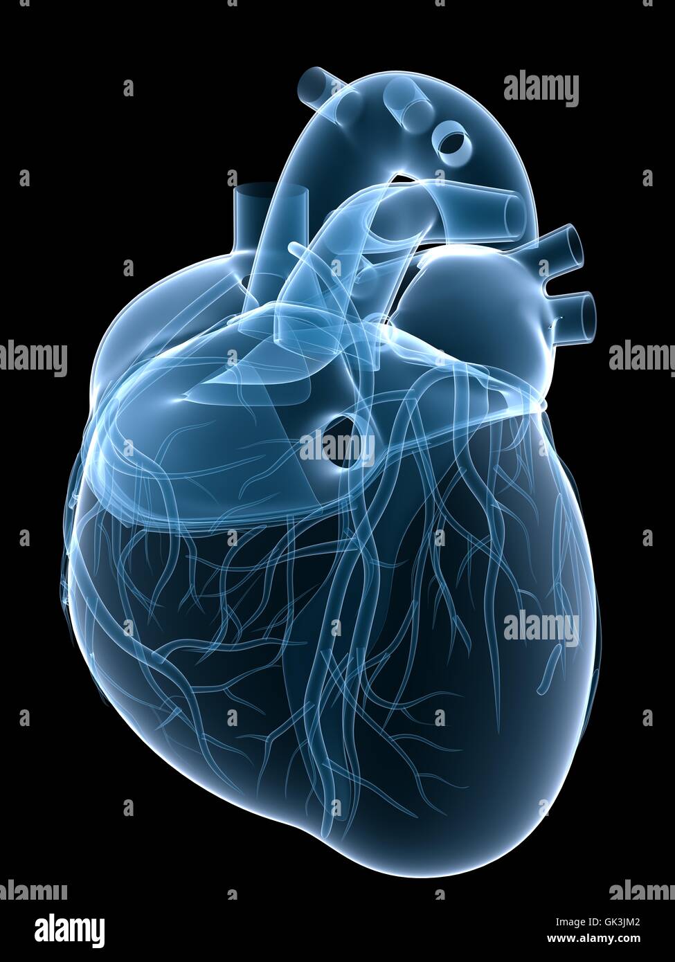 human human being heart Stock Photo - Alamy