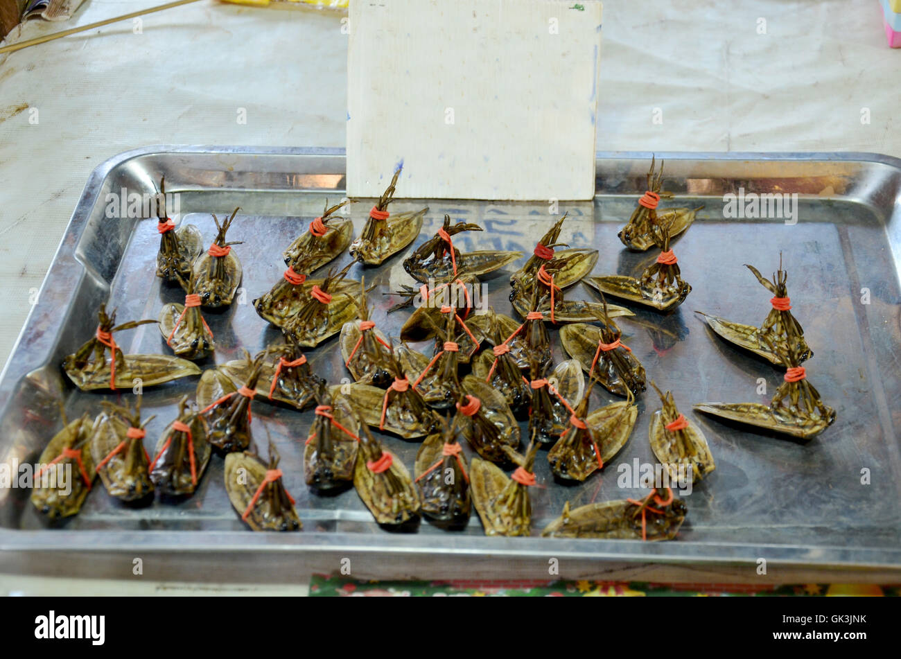 Lethocerus indicus is a giant water bug sale for cooking at local ...