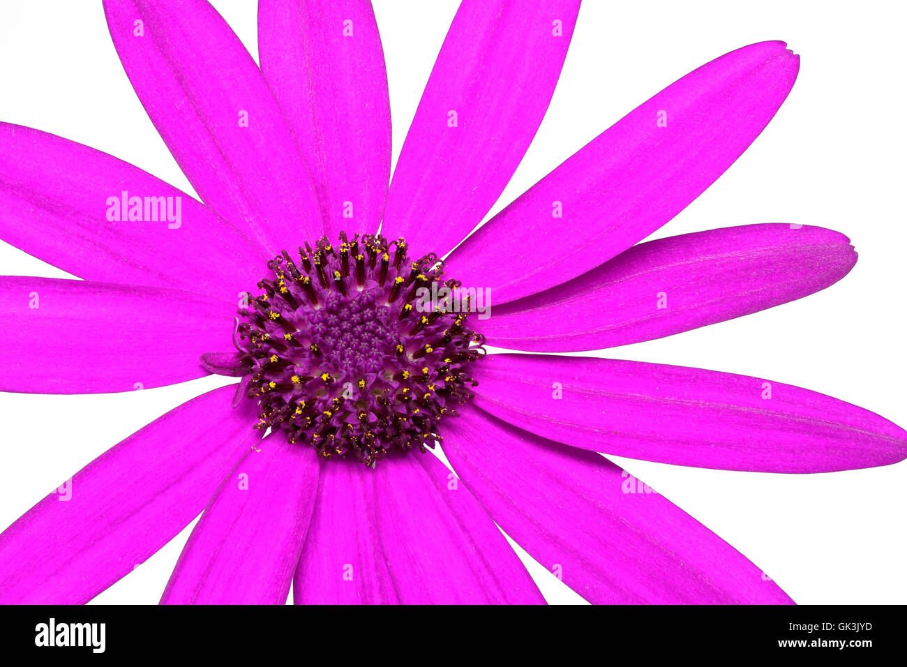 senetti pericallis - pink Stock Photo - Alamy