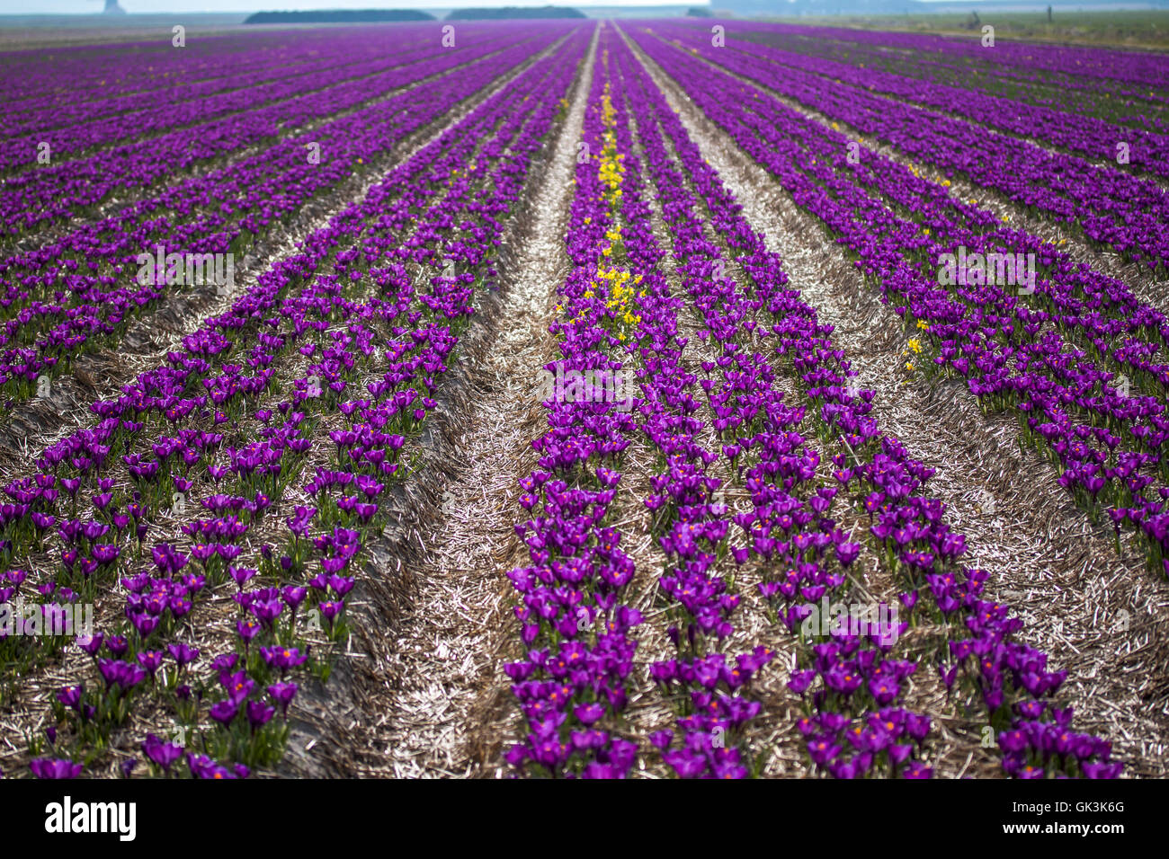 Crocus Field High Resolution Stock Photography and Images - Alamy