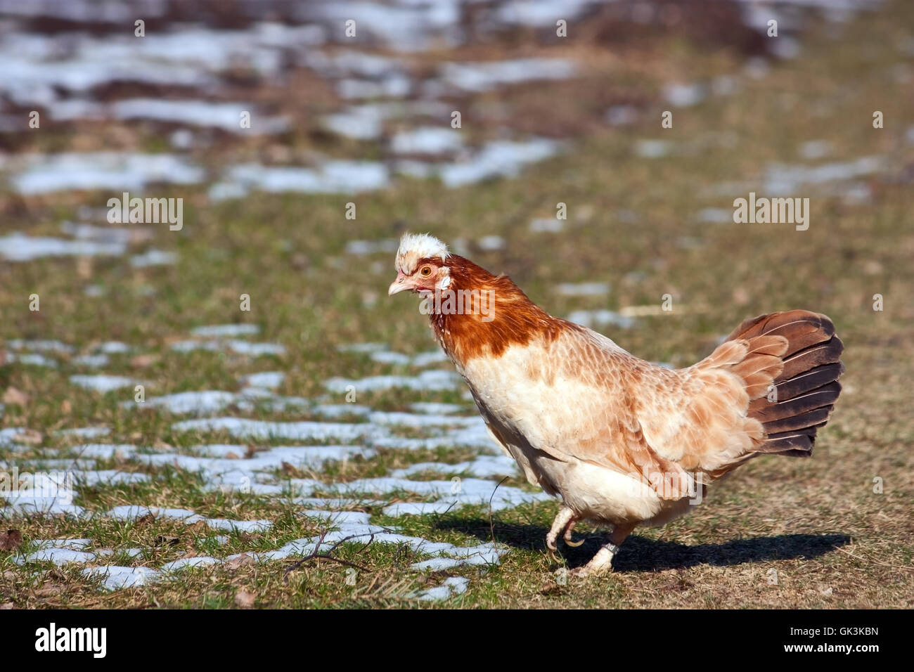 animal pet creature Stock Photo - Alamy