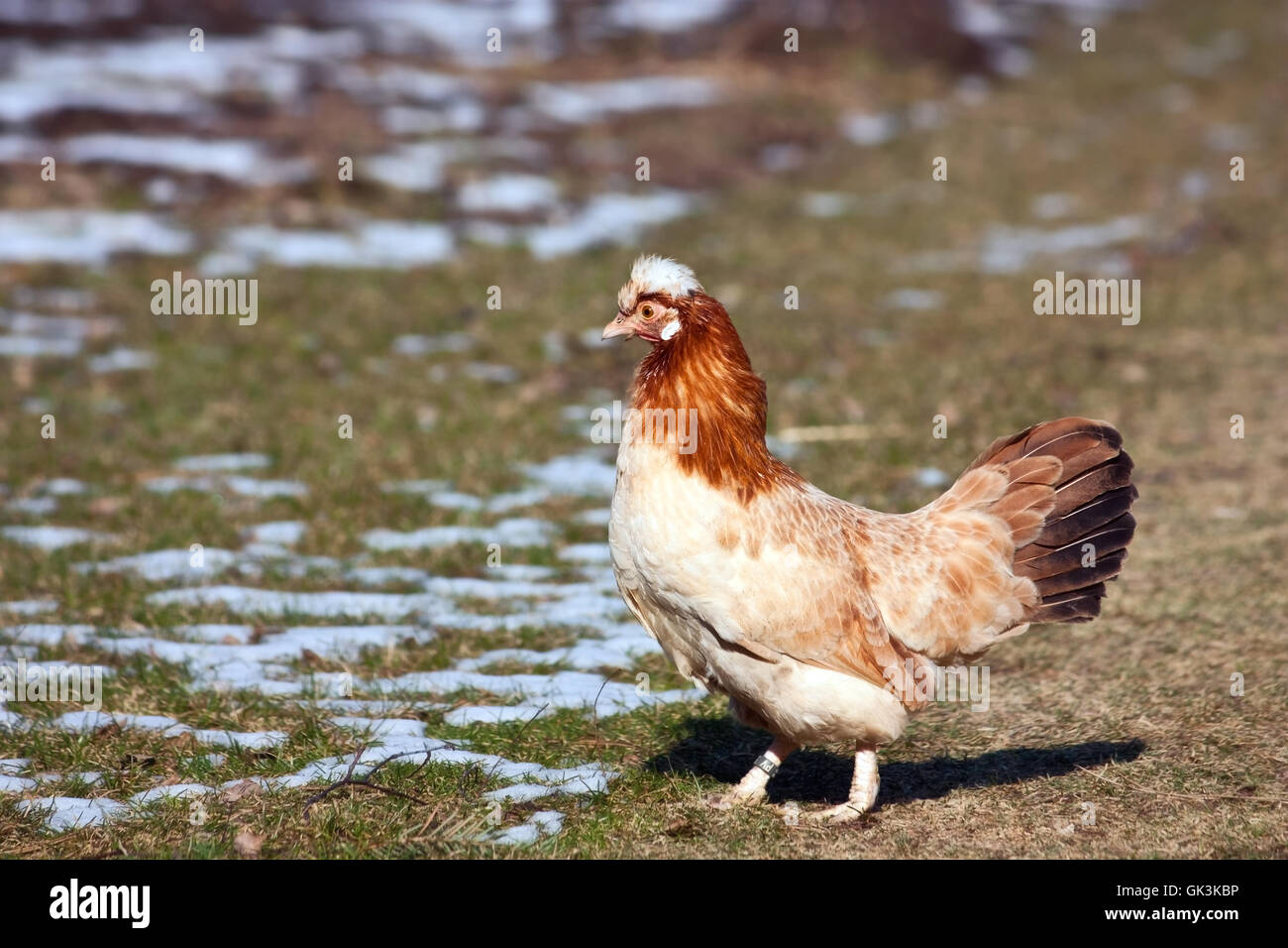 Pet creature hi-res stock photography and images - Alamy