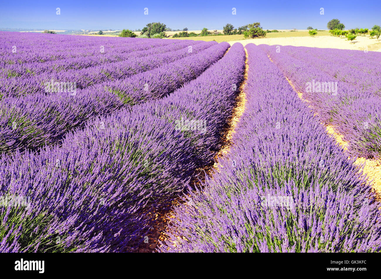 colour tree trees Stock Photo - Alamy