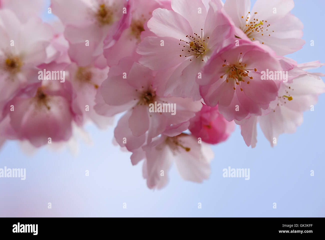 tree trees blank Stock Photo - Alamy