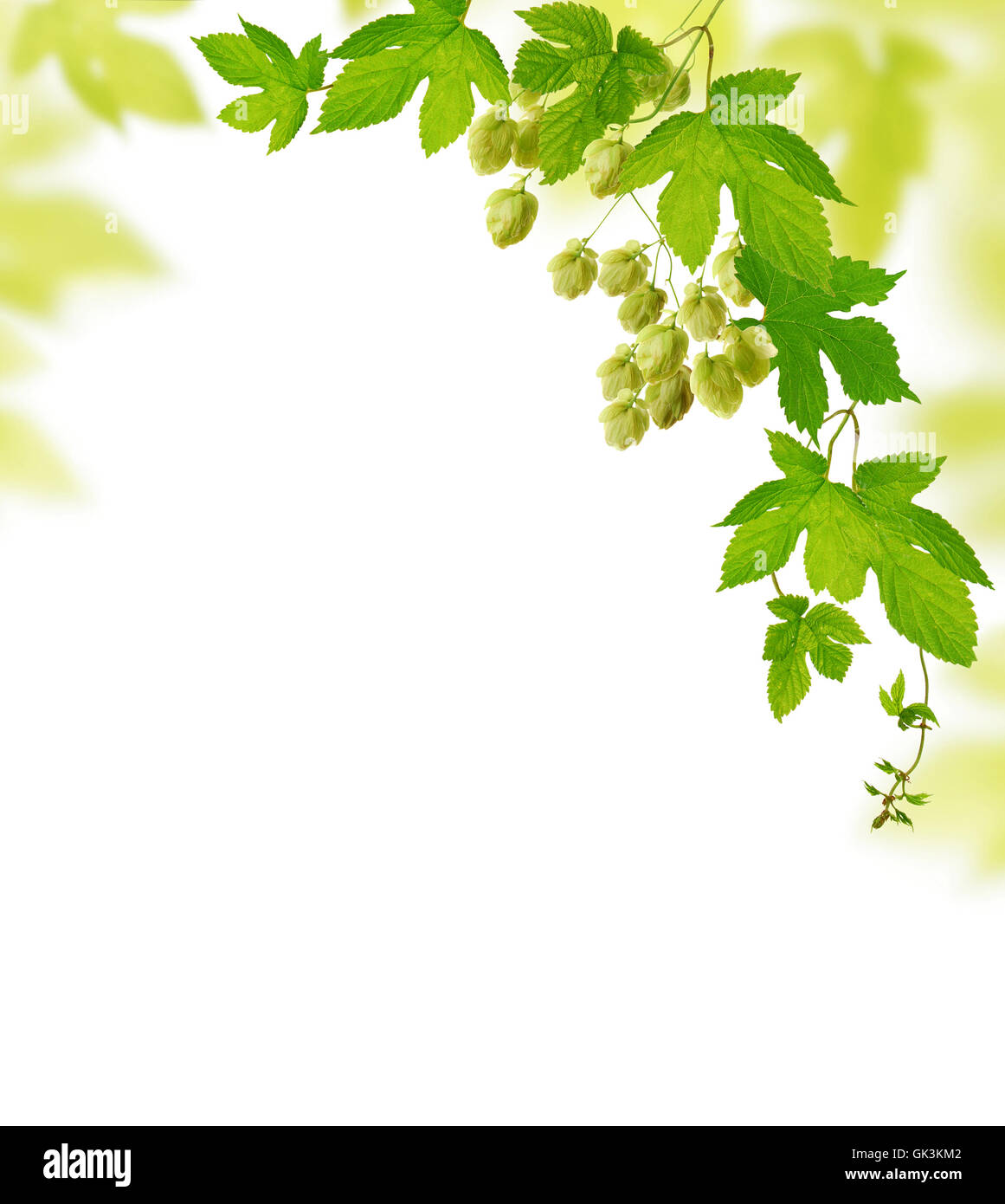 Fresh hop seasonal beer hi-res stock photography and images - Alamy