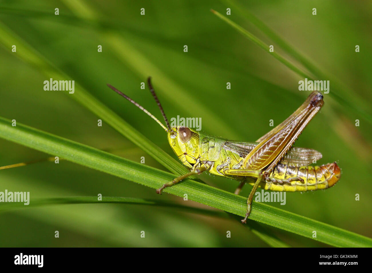 Macro portrait of a green grasshopper with legs up in natural thick ...