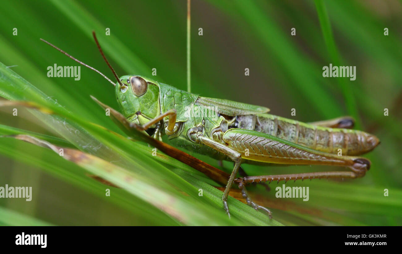 Macro portrait of a green grasshopper in natural thick grass habitat ...