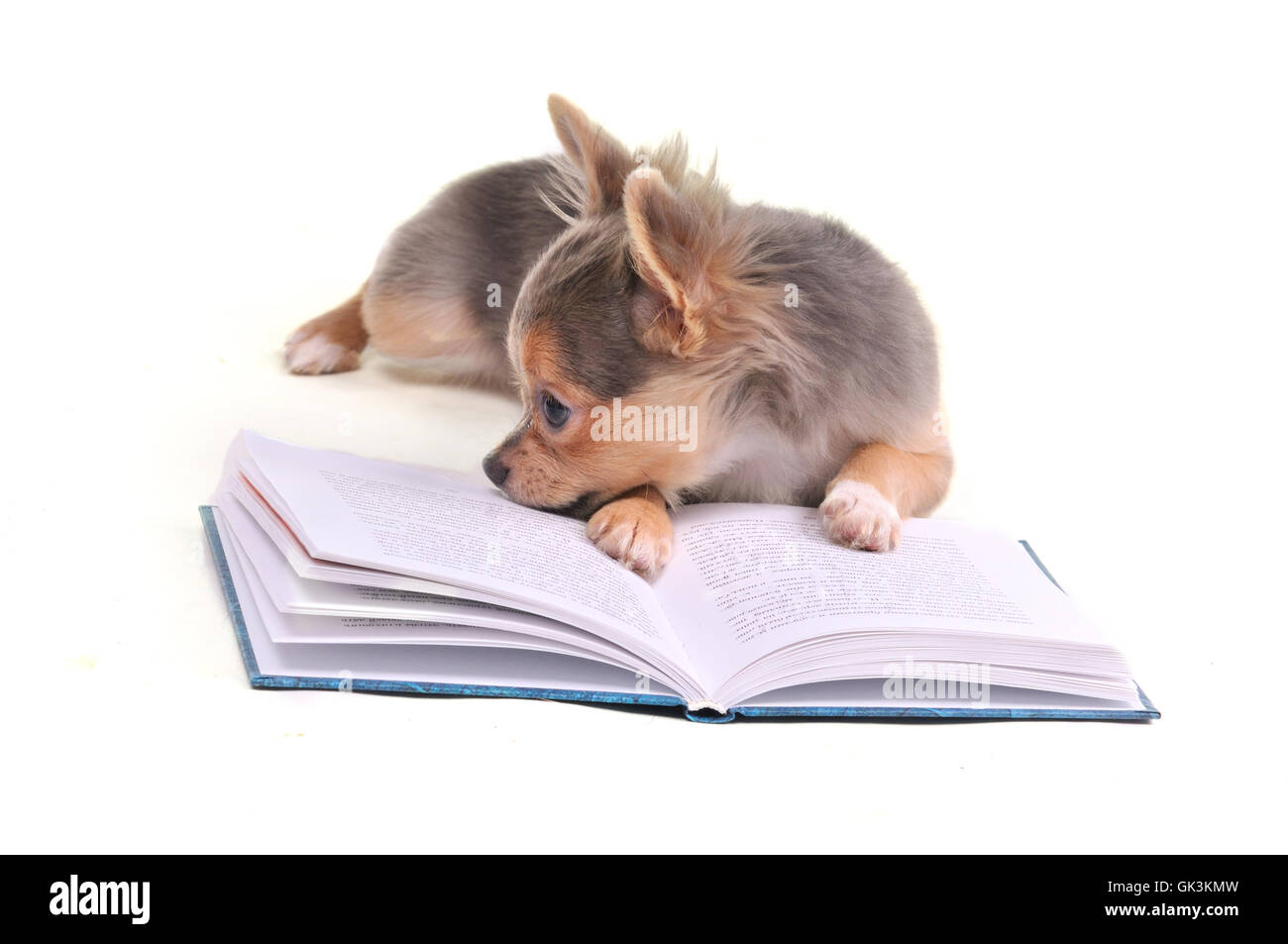 Educational friendship Cut Out Stock Images & Pictures - Alamy