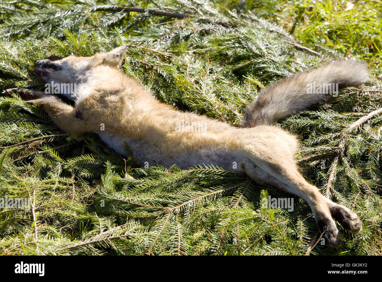 dog hunting chase Stock Photo - Alamy