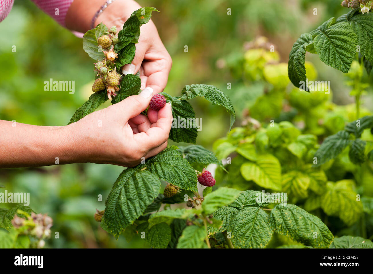 woman picking raspberries Stock Photo - Alamy