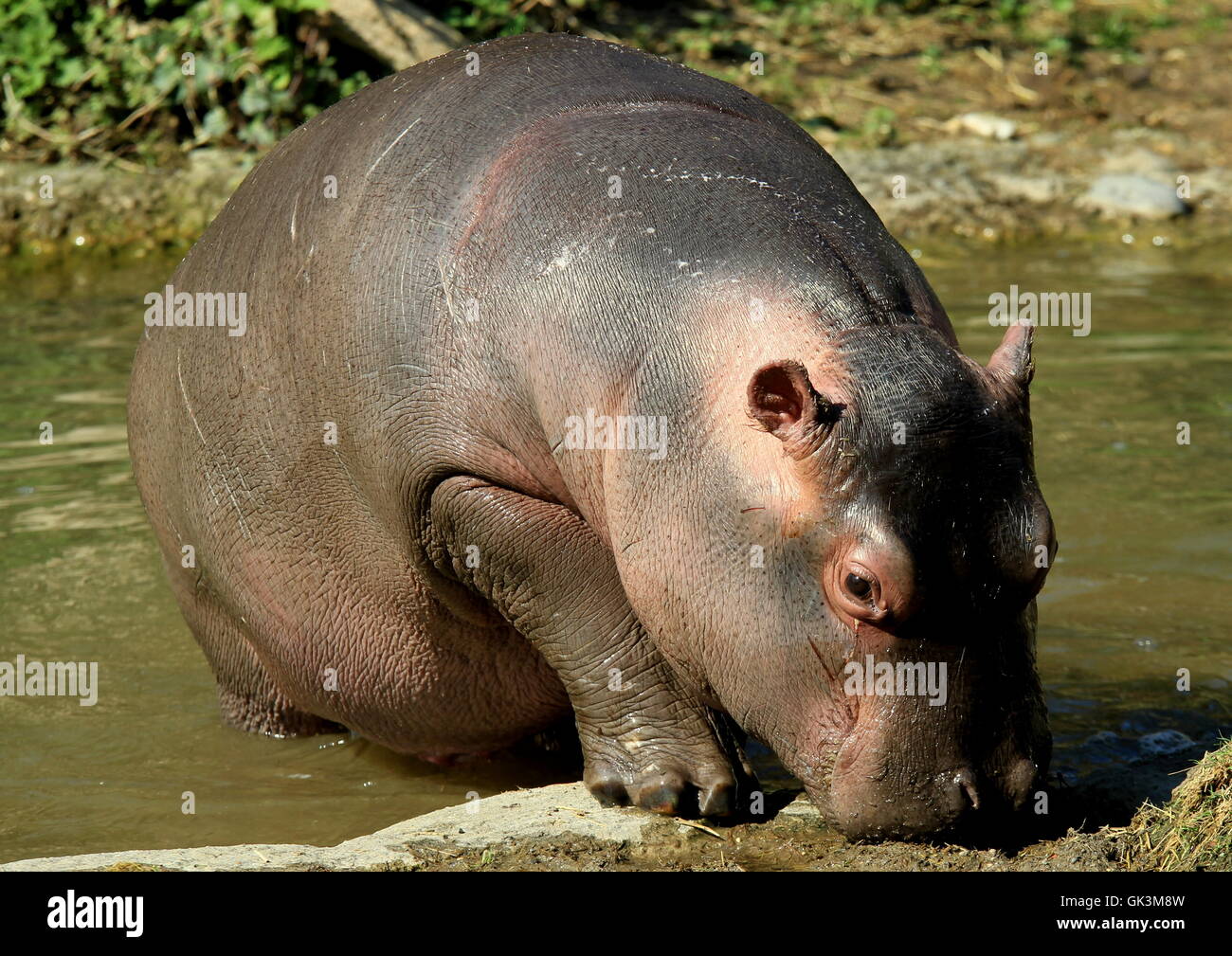 Baby hippo hi-res stock photography and images - Alamy