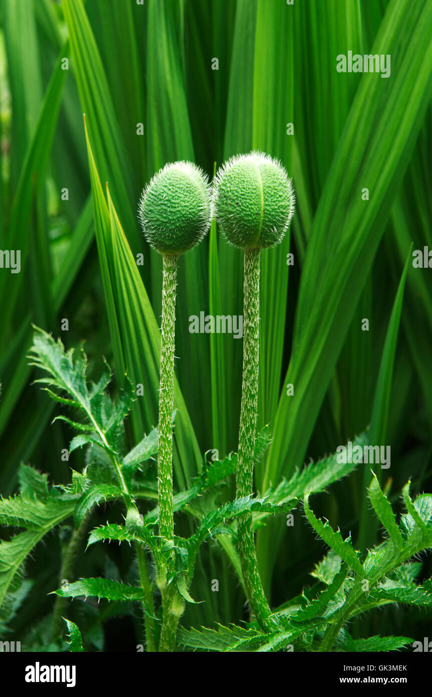 Uk seed pods oriental hi-res stock photography and images - Alamy