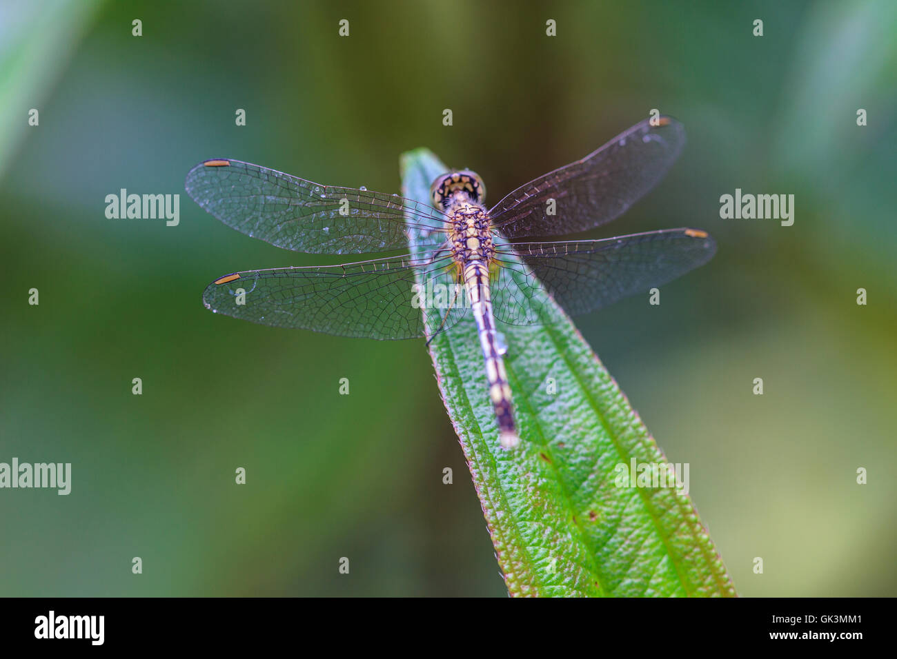 beautiful dragonfly resting on a branch in forest Stock Photo - Alamy