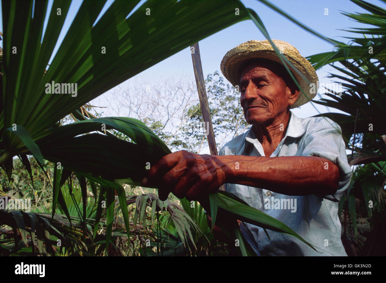 Toquilla Palm High Resolution Stock Photography and Images - Alamy