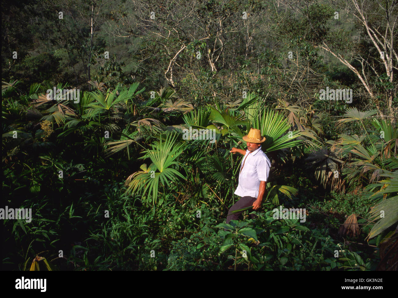 Toquilla palm hi-res stock photography and images - Alamy