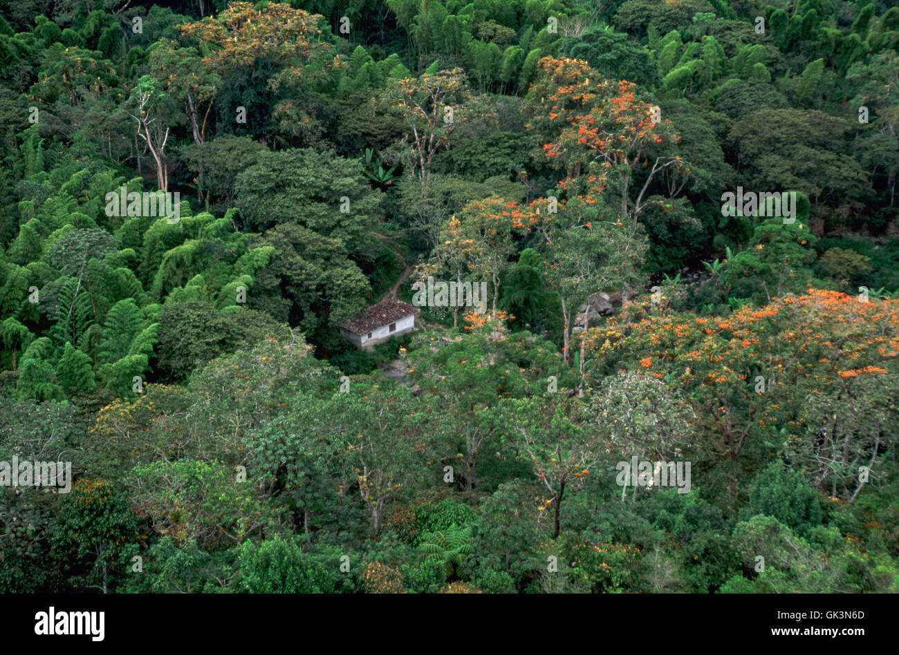 Forest Canopy, Colombia --- Image by © Jeremy Horner Stock Photo - Alamy