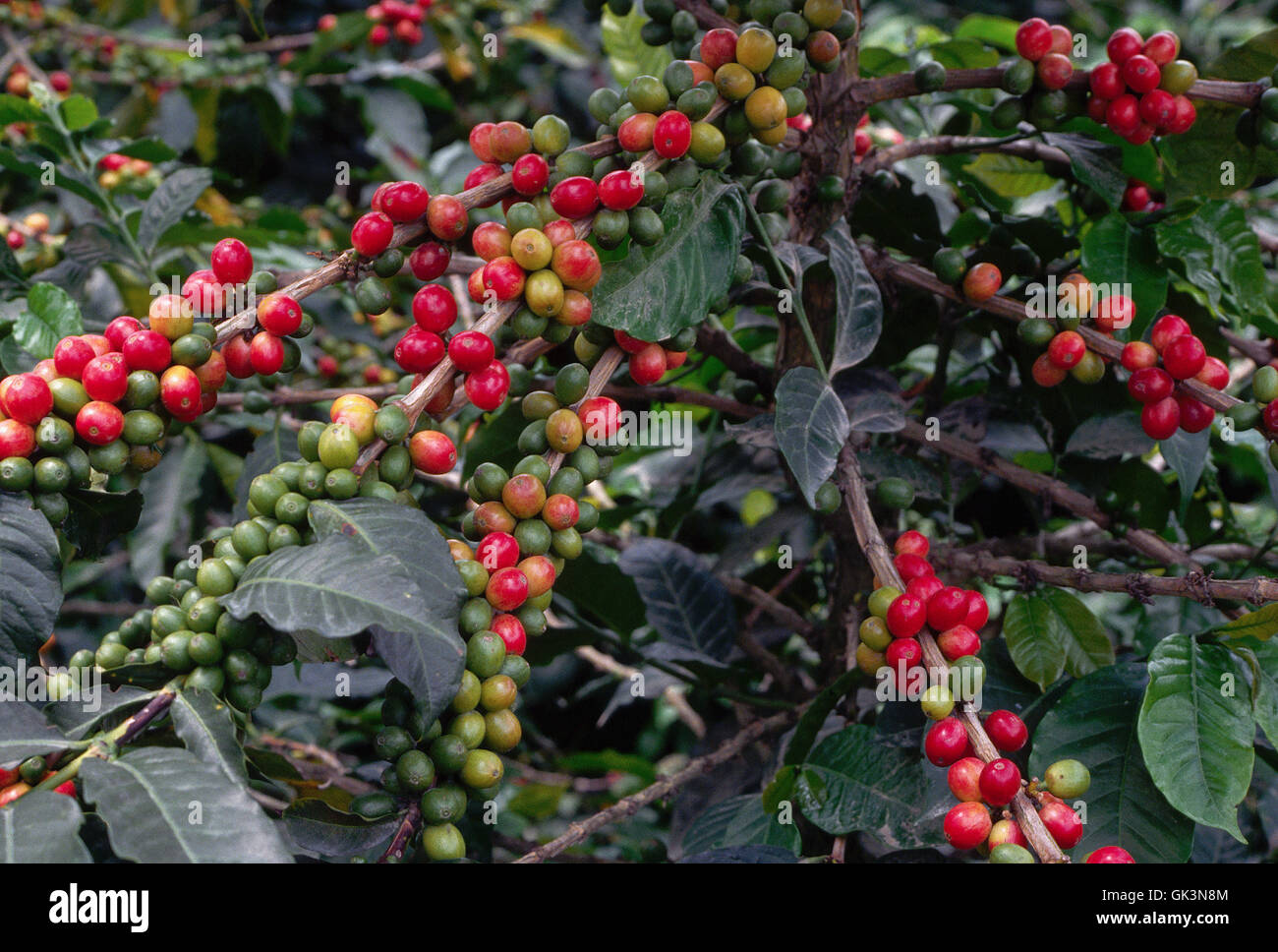 ca. 1980-1995, Colombia --- A coffee tree bears its cherry-like fruits ...