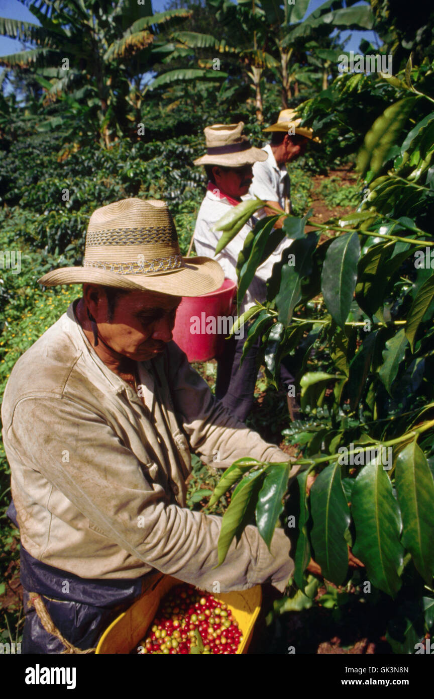 ca. 1980-1995, Colombia --- Plantation workers harvest coffee beans in ...