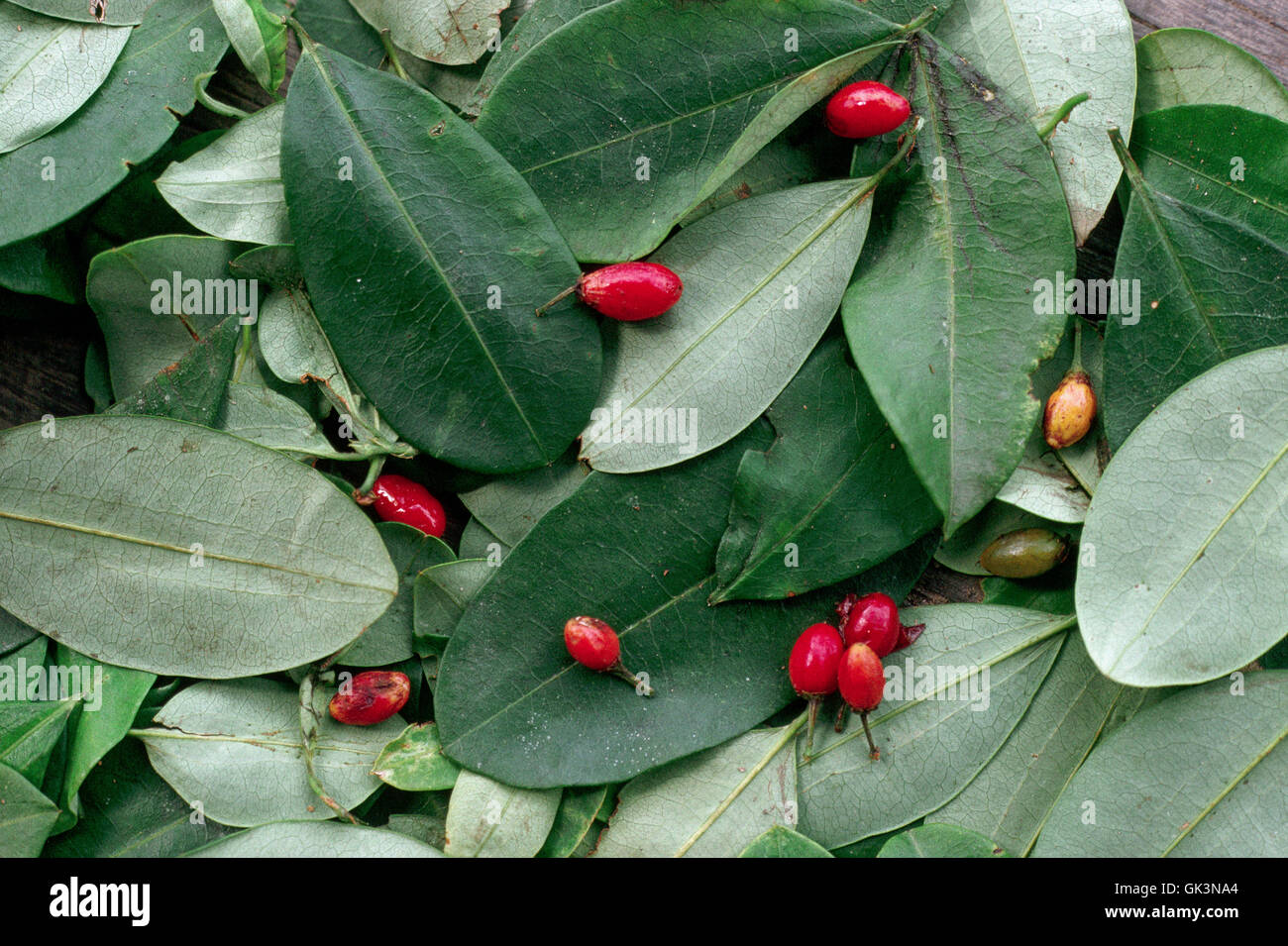 ca. 1985-1995, Bolivia --- The leaves and bright red berries of the ...