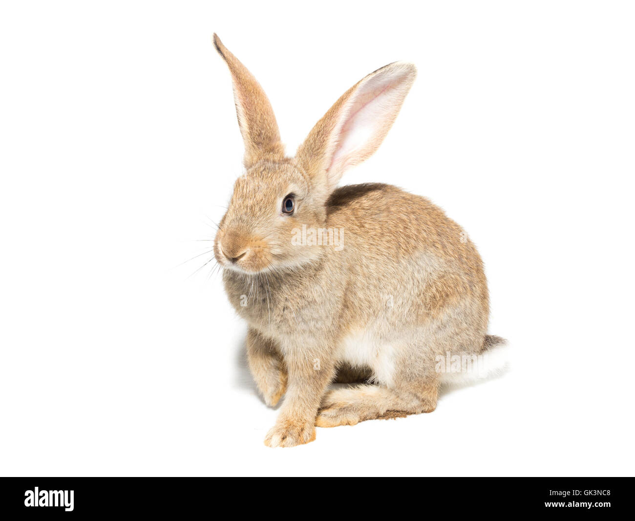 The photo depicts a rabbit on a white background Stock Photo - Alamy
